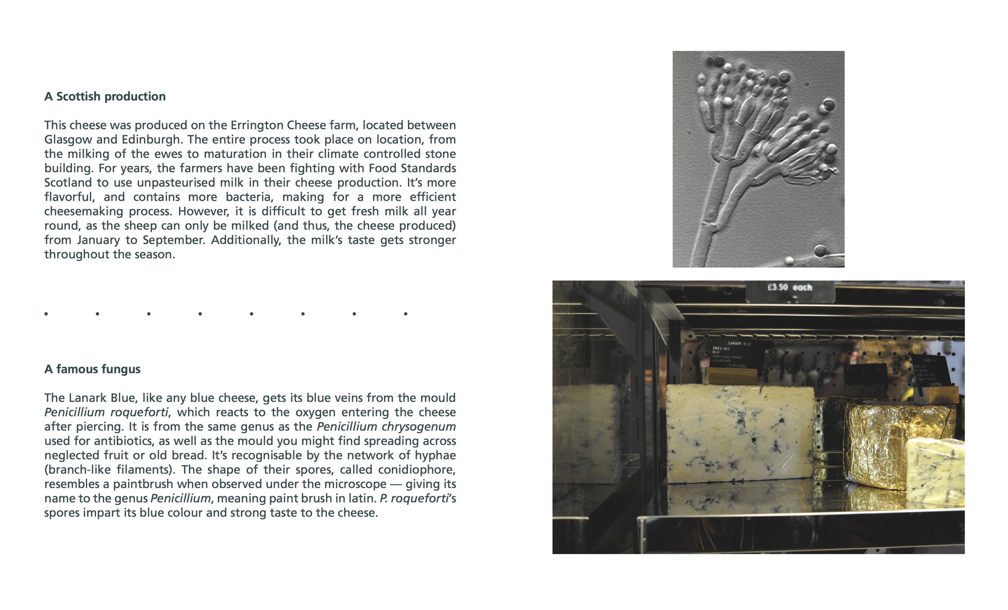 fungi in my food – experimental dinner – carole papion